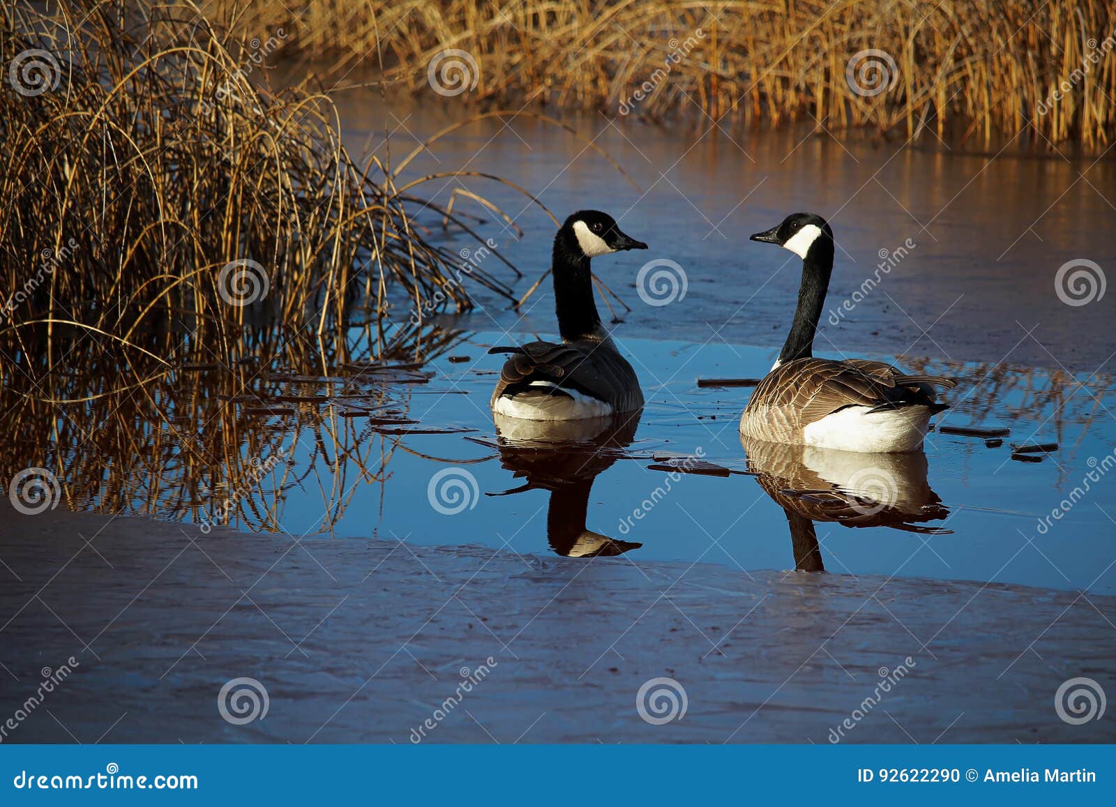 A Pair of Canadian Geese that Have Arrived in Spring Stock Photo ...
