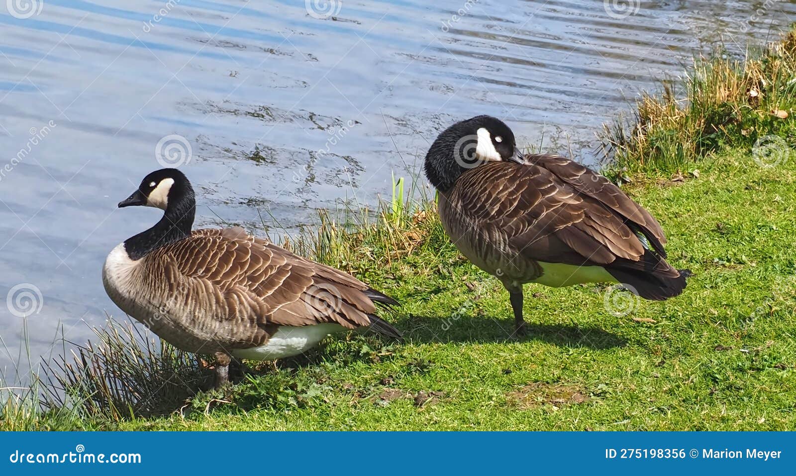 Pair of Canadian Geese on a Meadow Stock Photo - Image of agriculture ...