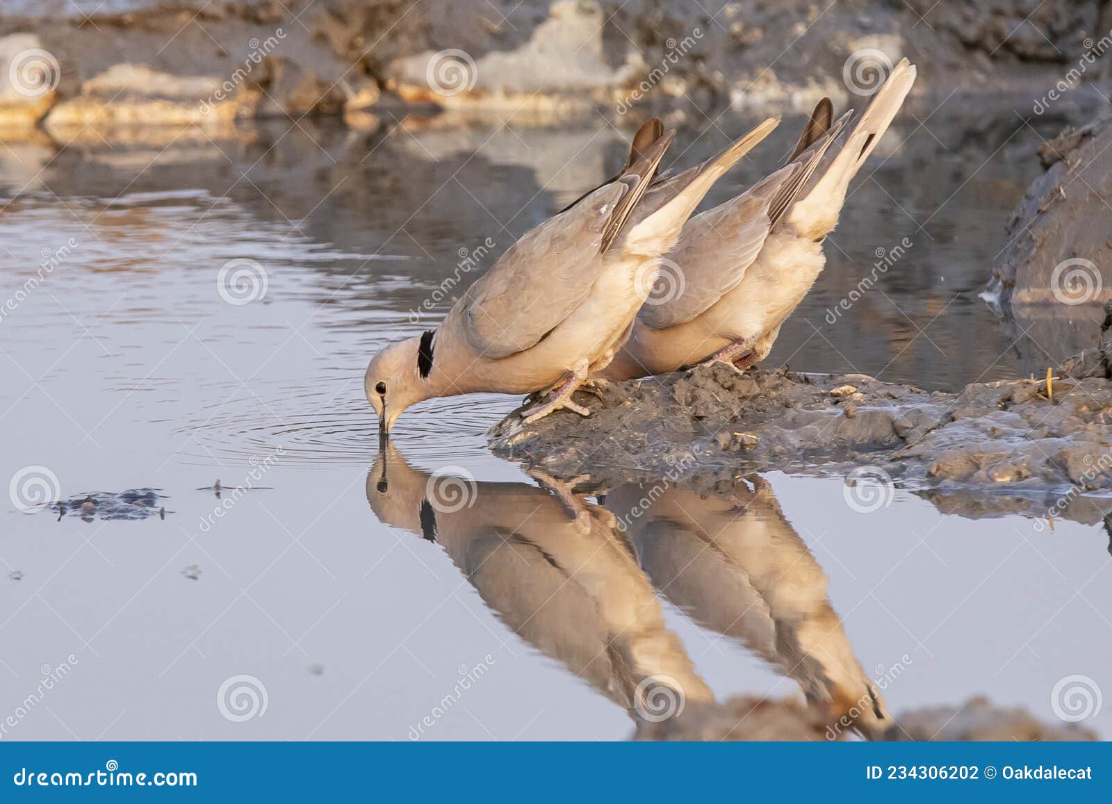 Pair of Cape Turtle Doves Drinking Reflections Stock Photo - Image of ...