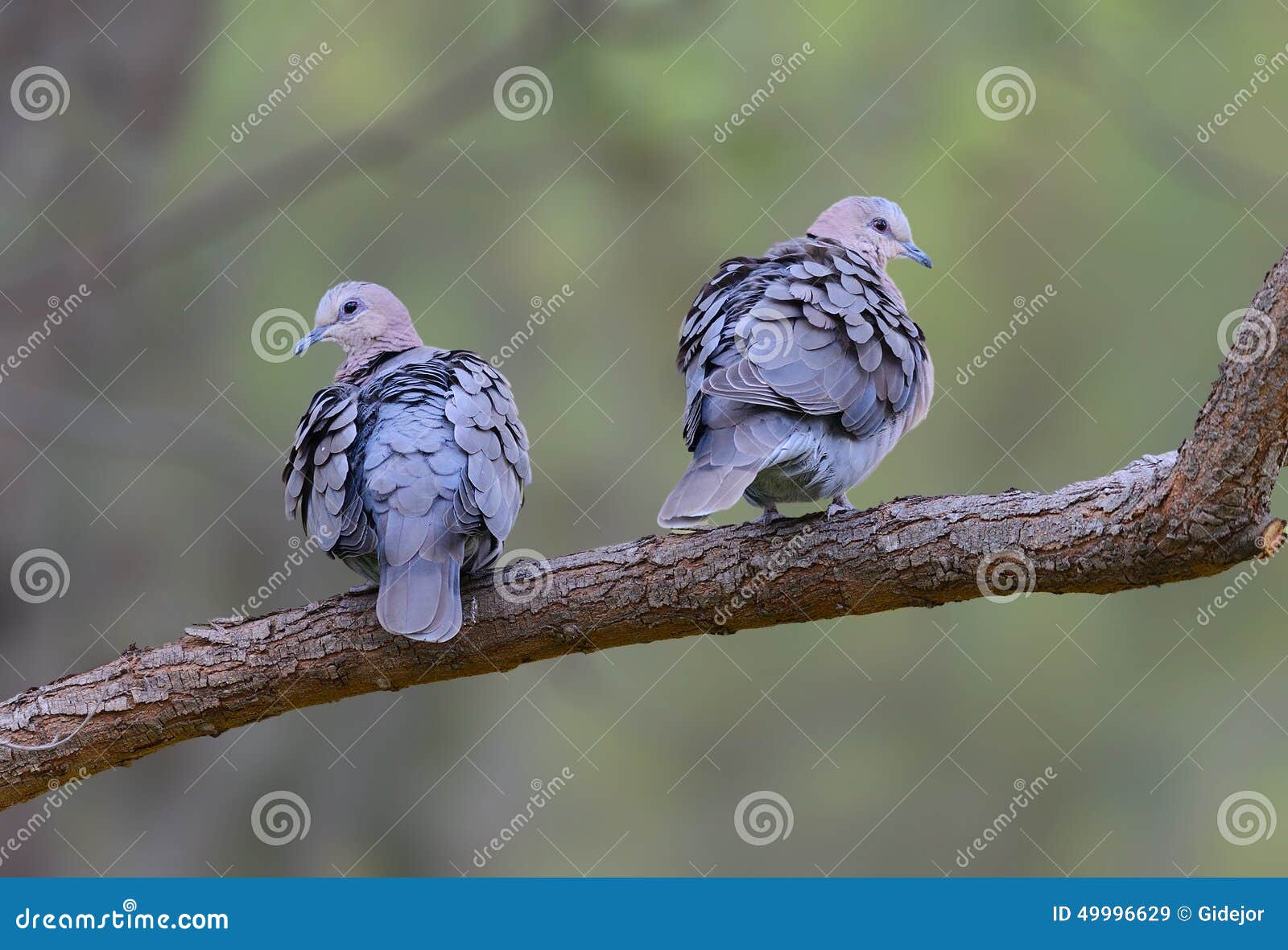 Pair Cape Turtle Doves Stock Photos - Free & Royalty-Free Stock Photos ...