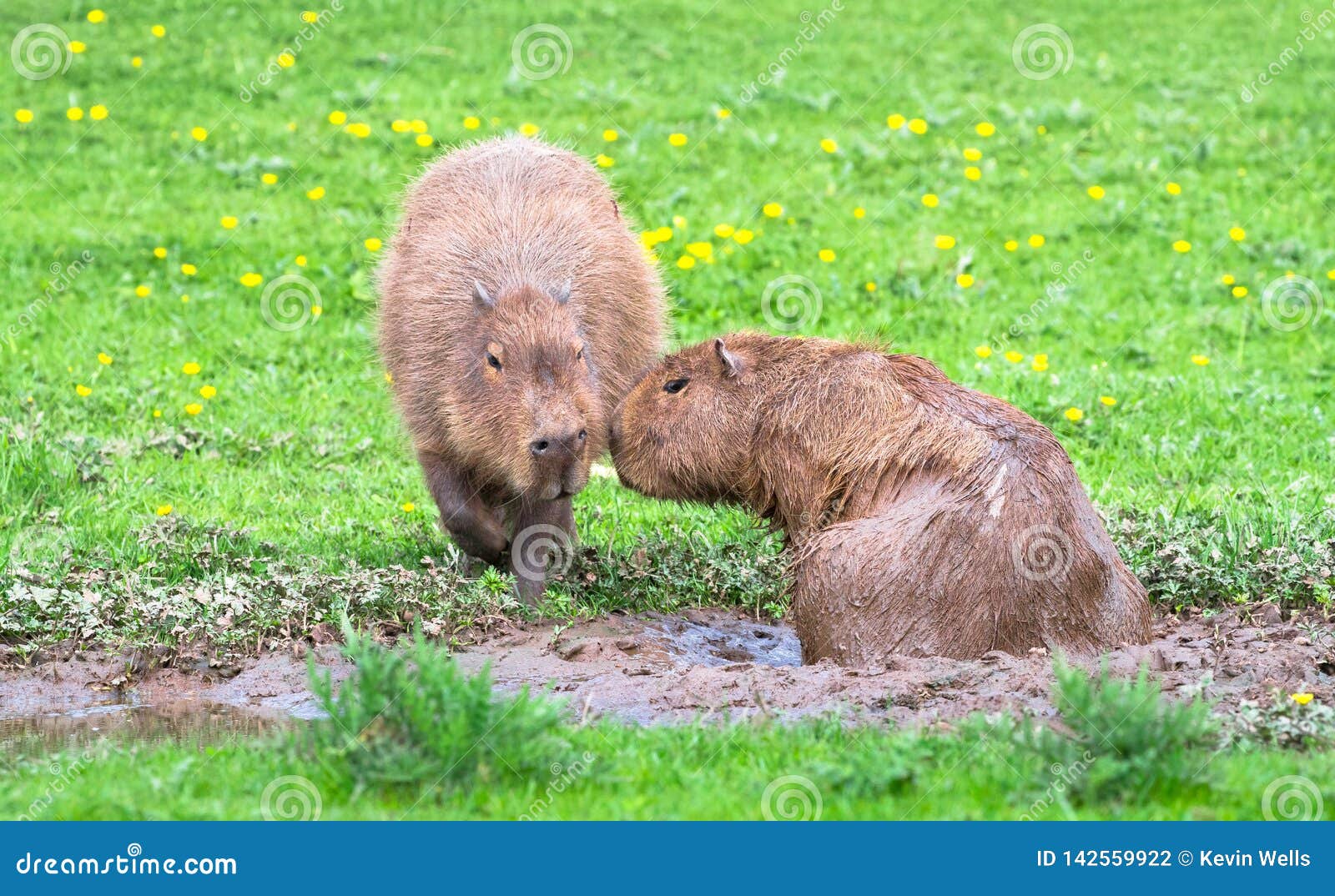 Capybara In A Pool Stock Image | CartoonDealer.com #90073801
