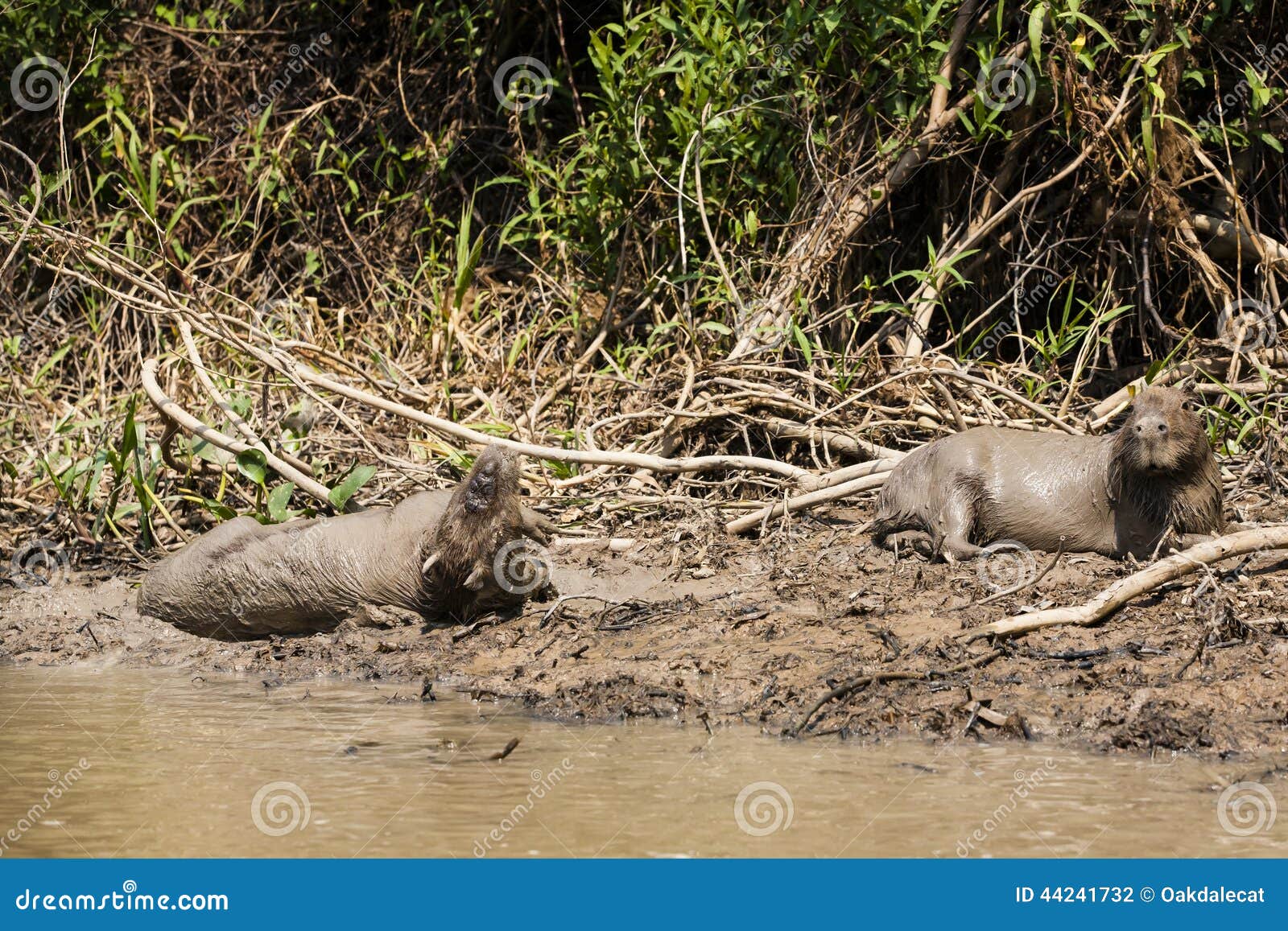 Pair of Capybara Taking Mud Bath Stock Photo - Image of animal, leaf ...