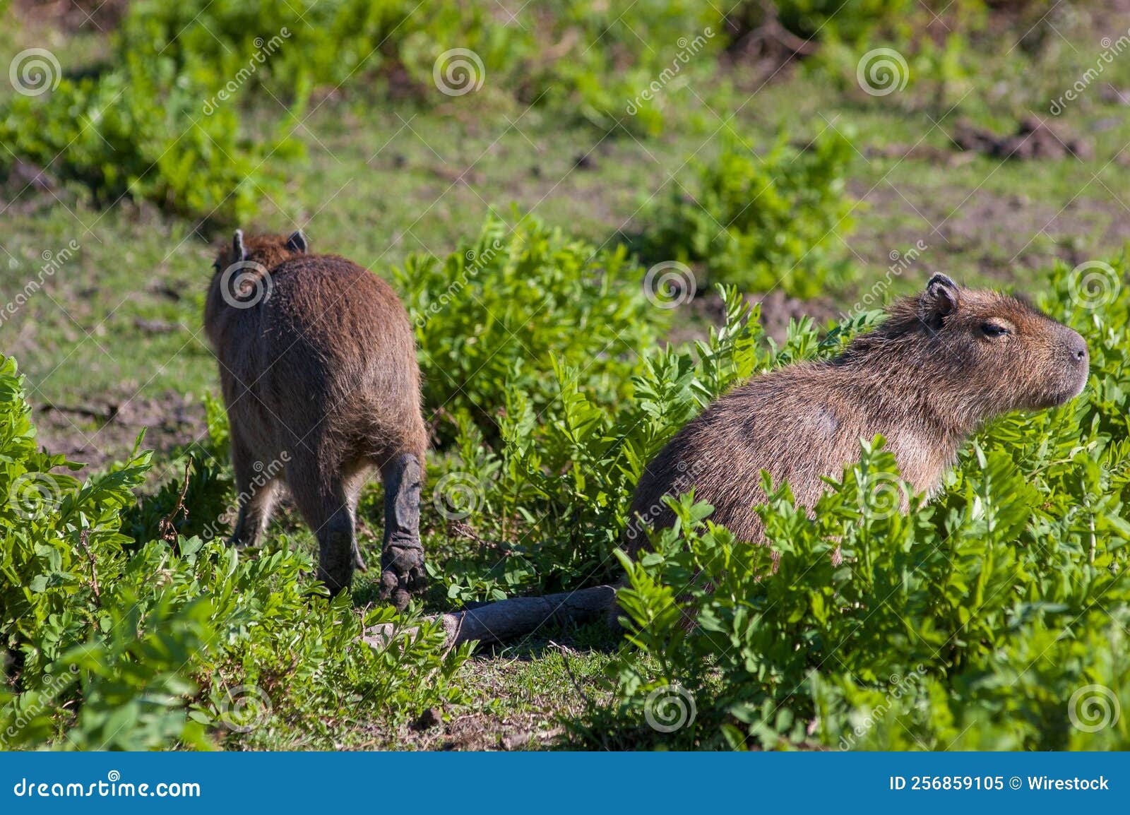 Pair of Capybaras in a Field Stock Image - Image of wallpaper, backdrop ...