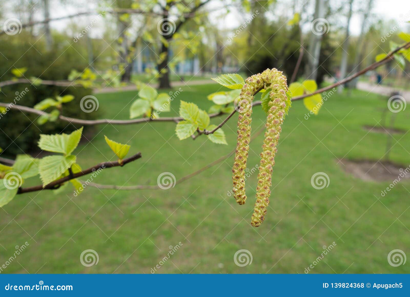 Pair of Catkins on Branch of Silver Birch Stock Photo - Image of fresh ...
