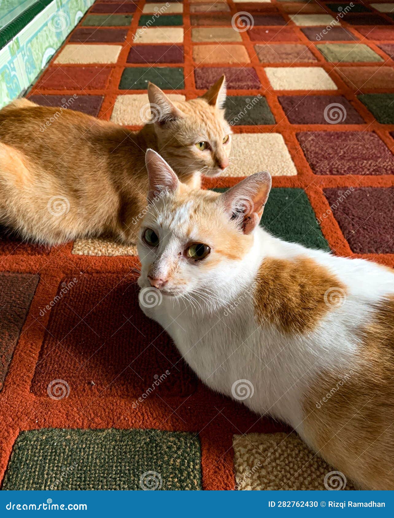 A pair of cats stock photo. Image of carpet, waiting - 282762430