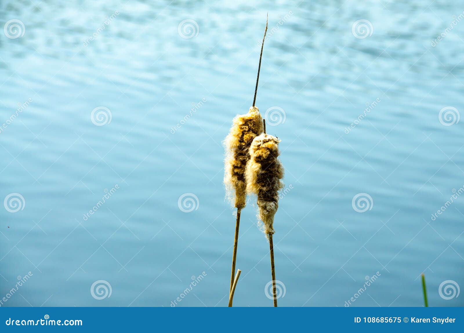 Pair of Cattails Over Water Stock Image - Image of cattail, summer ...