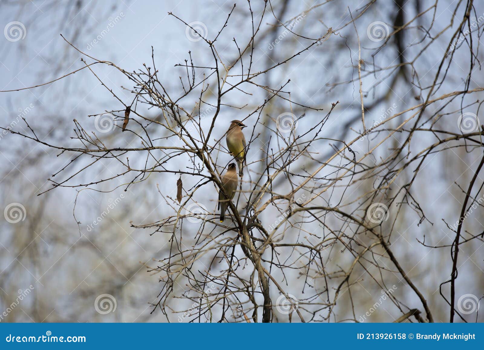 Pair of Cedar Waxwing Birds Stock Photo - Image of cedar, nature: 213926158