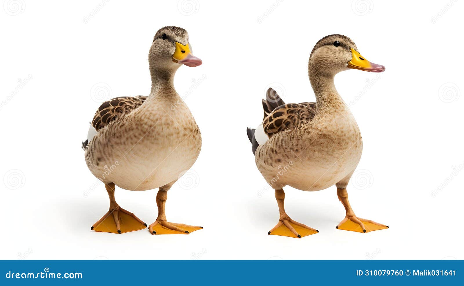 Ducks Waddling Through A Verdant Meadow Royalty-Free Stock Image ...