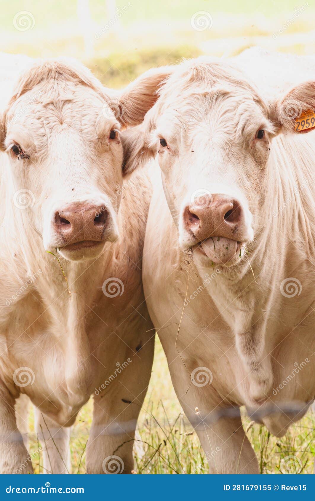 Pair of Charolis Cows, Giving the Photographer a Raspberry Stock Image ...