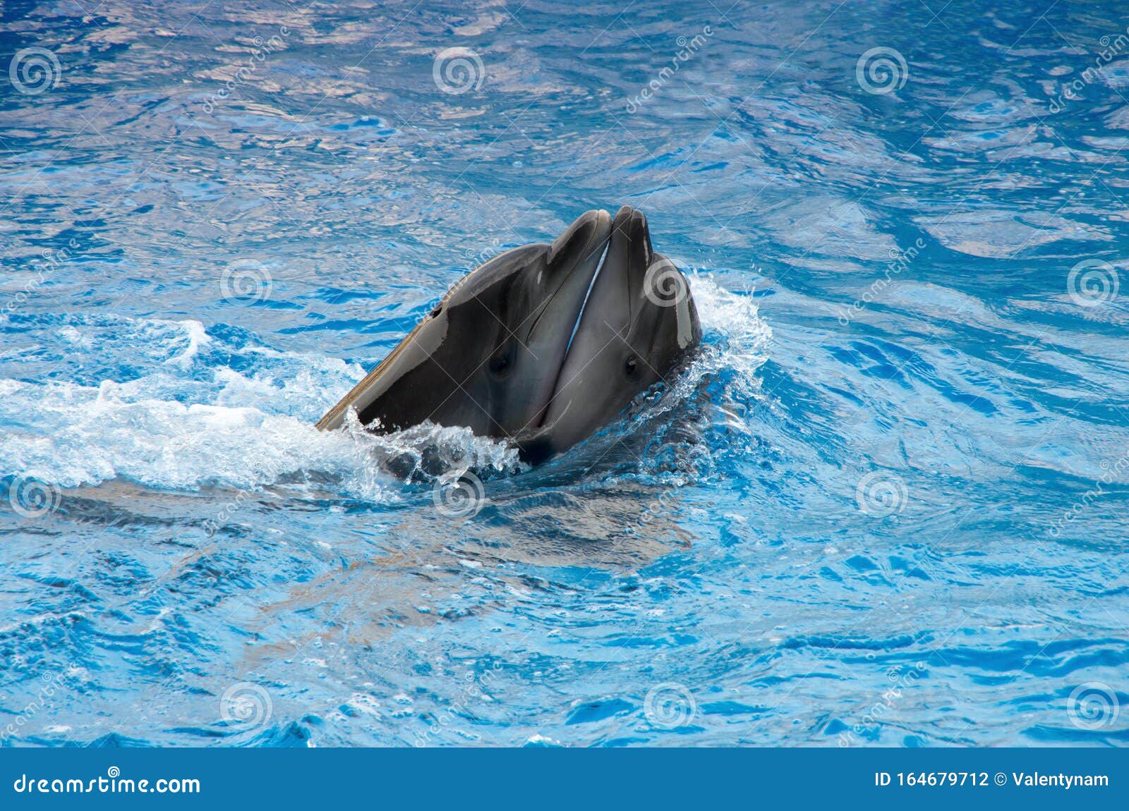 A Pair of Cheerful, Flying Dolphins Dancing a Delicate Dance Stock ...