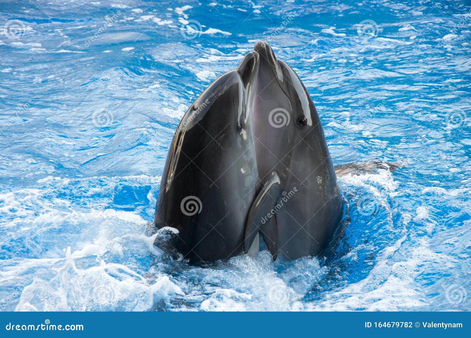 A Pair of Cheerful, Flying Dolphins Dancing a Delicate Dance Stock ...