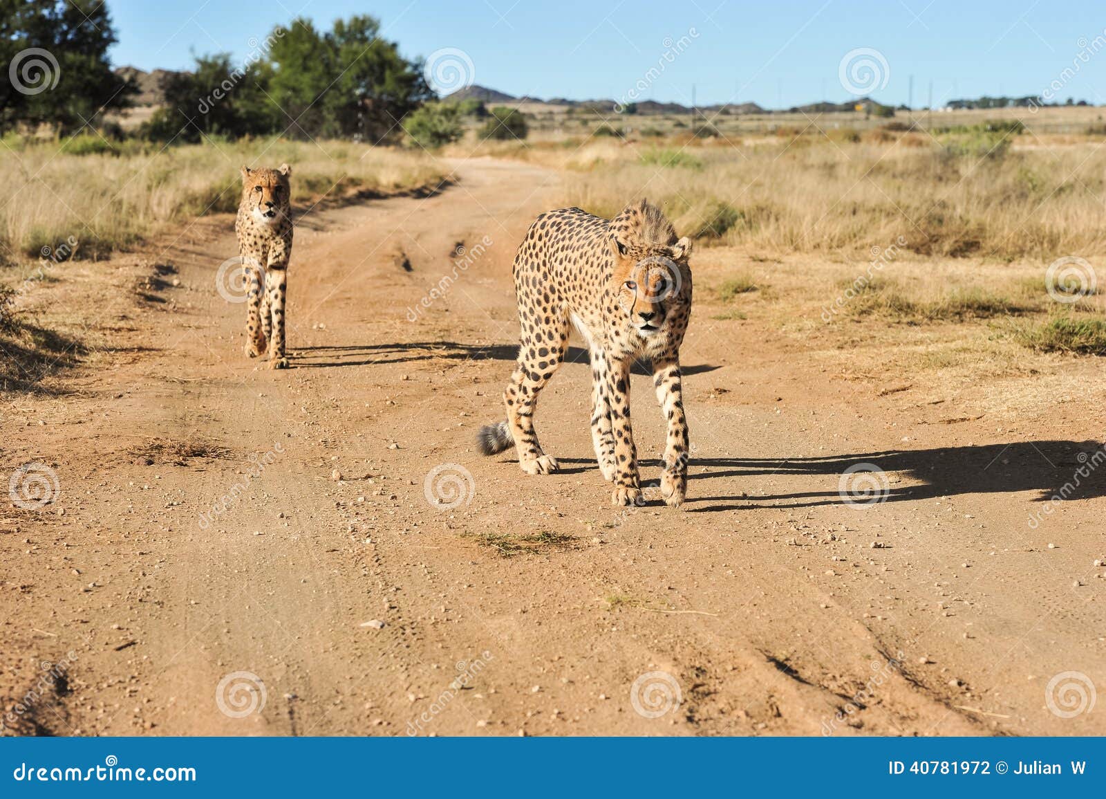 What Are Cheetahs Predators