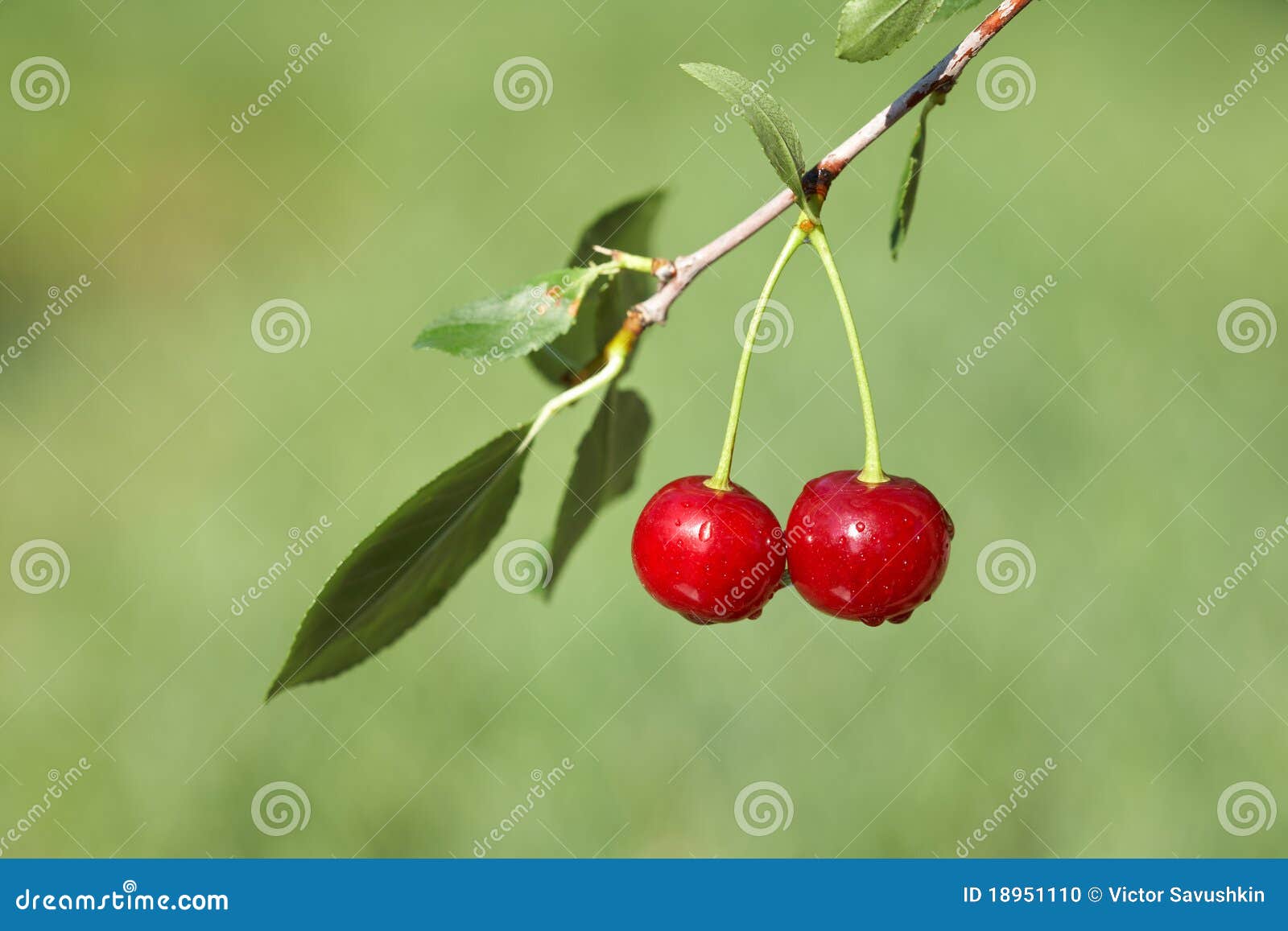 Pair of Cherries on Cherry-tree in Orchard Stock Photo - Image of plant ...