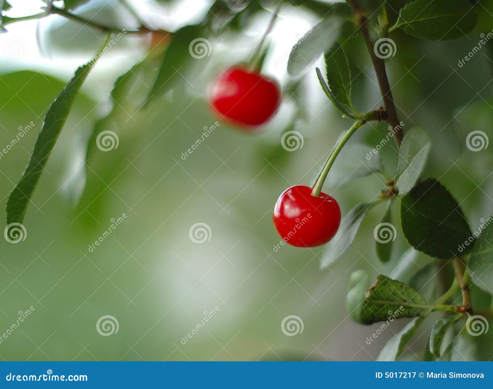Pair of Cherry Berry with Leaves Around on a Tree Stock Image - Image ...
