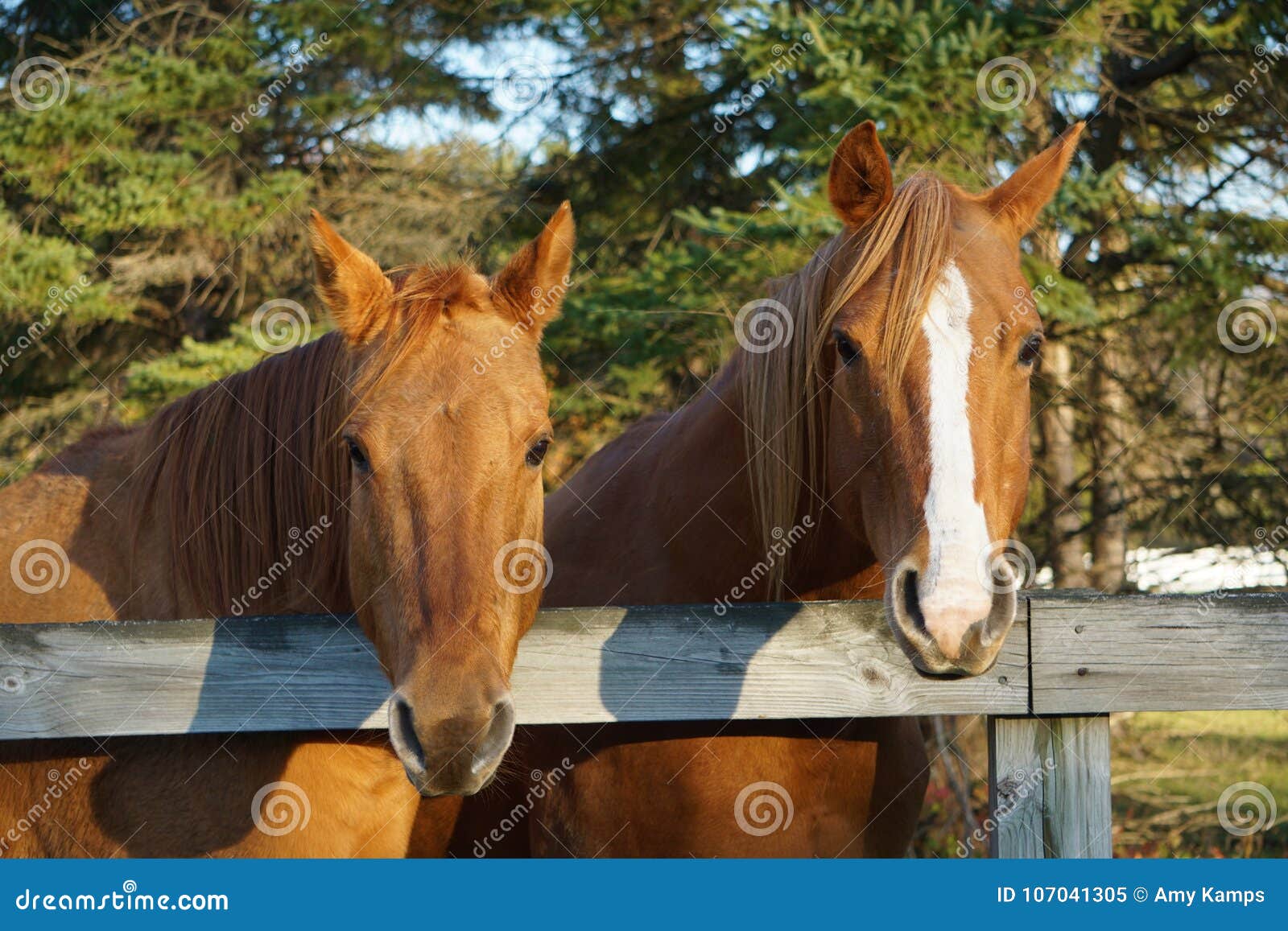 Friendly Horses Looking Over the Fence Stock Image - Image of boards ...