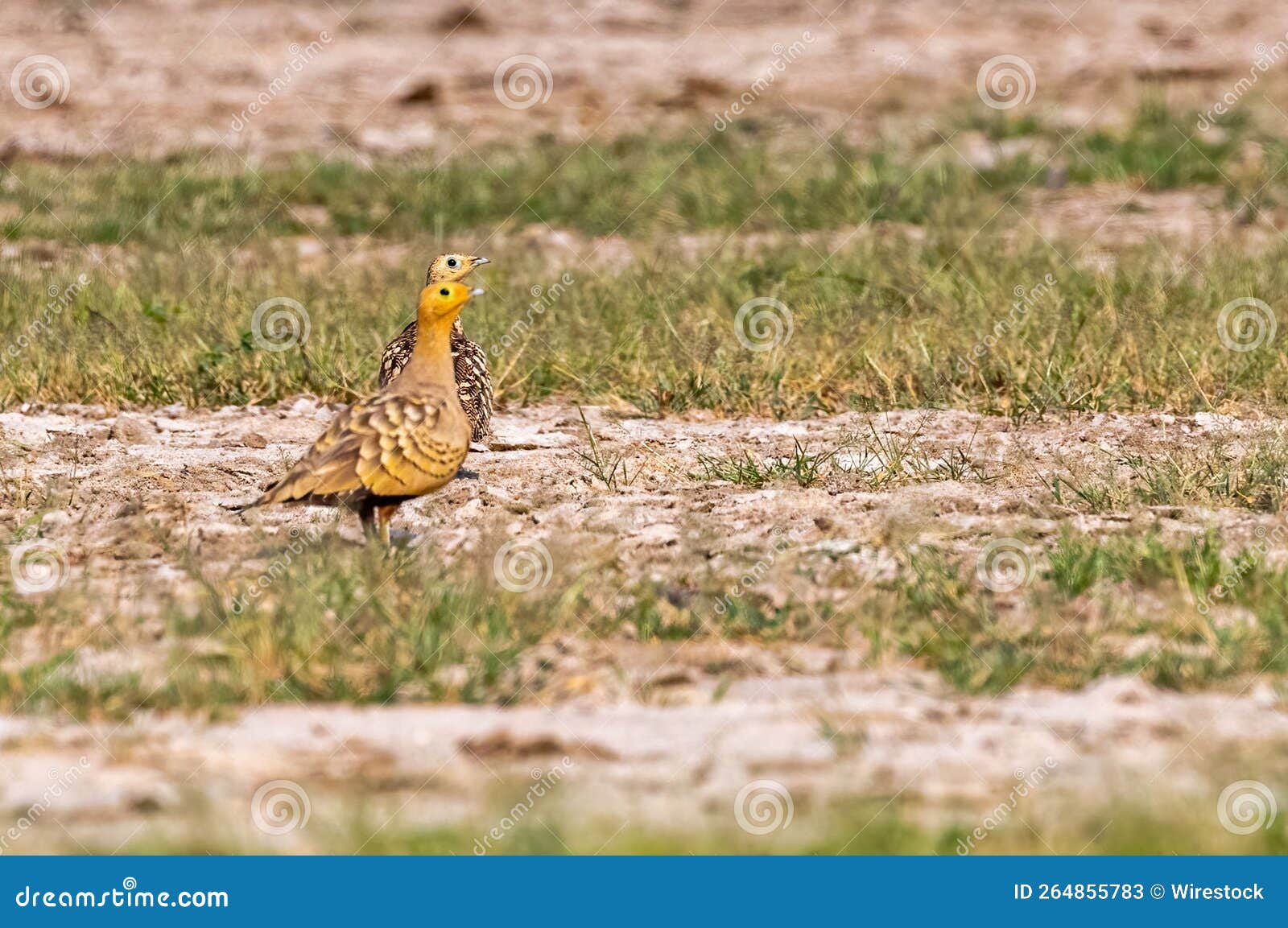 Pair of Chestnut Sand Grouse Birds in the Field Stock Image - Image of ...