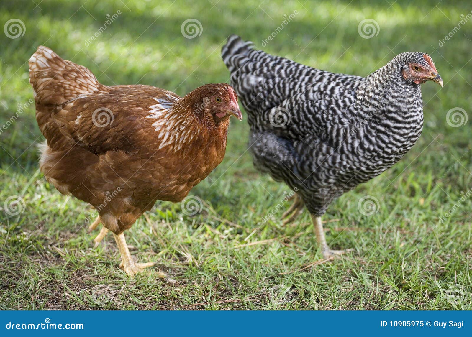 Pair of chickens stock image. Image of couple, grass - 10905975