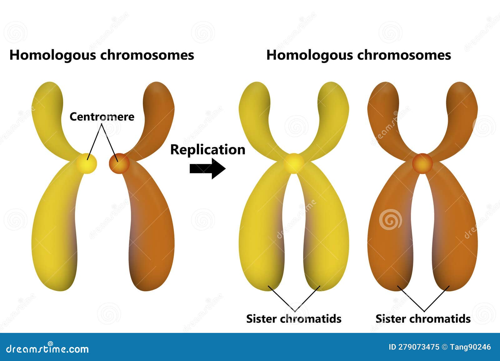 Diagram Of Chromosomal Crossover Isolated Stock Photography ... Diagram Of Chromosomal Crossover Isolated Stock Photography ...