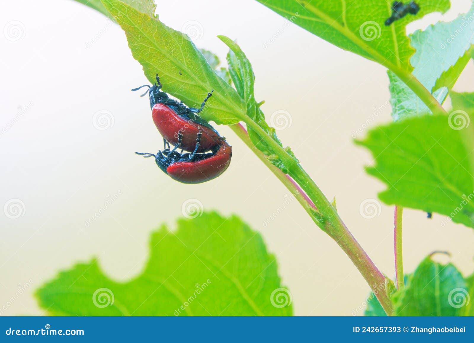 Mating leaf beetle stock image. Image of coleoptera - 242657393