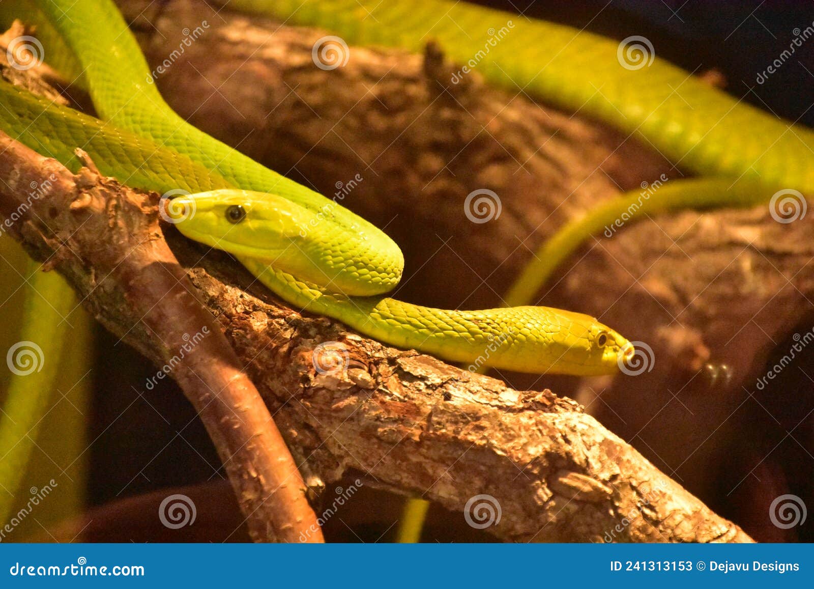 Pair of Coiled Green Mamba Snakes in a Tree Stock Image - Image of ...