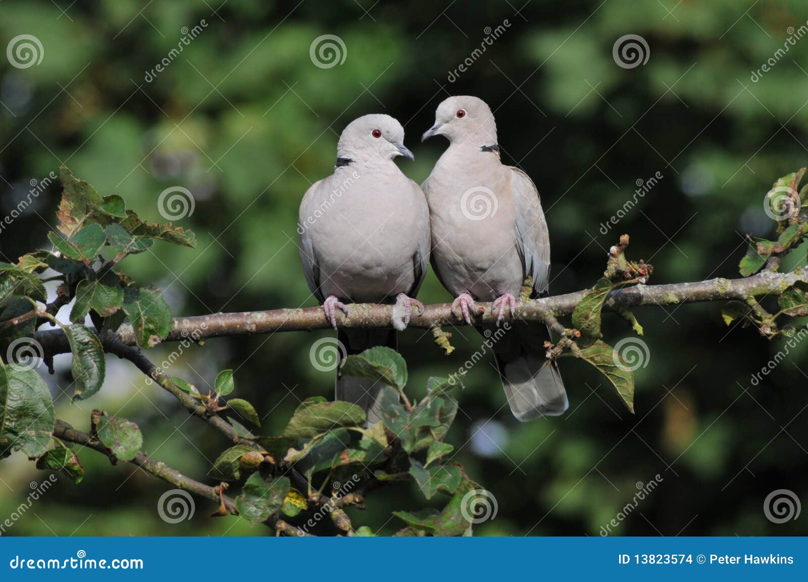 Pair of Collared Doves stock photo. Image of love, streptopelia - 13823574