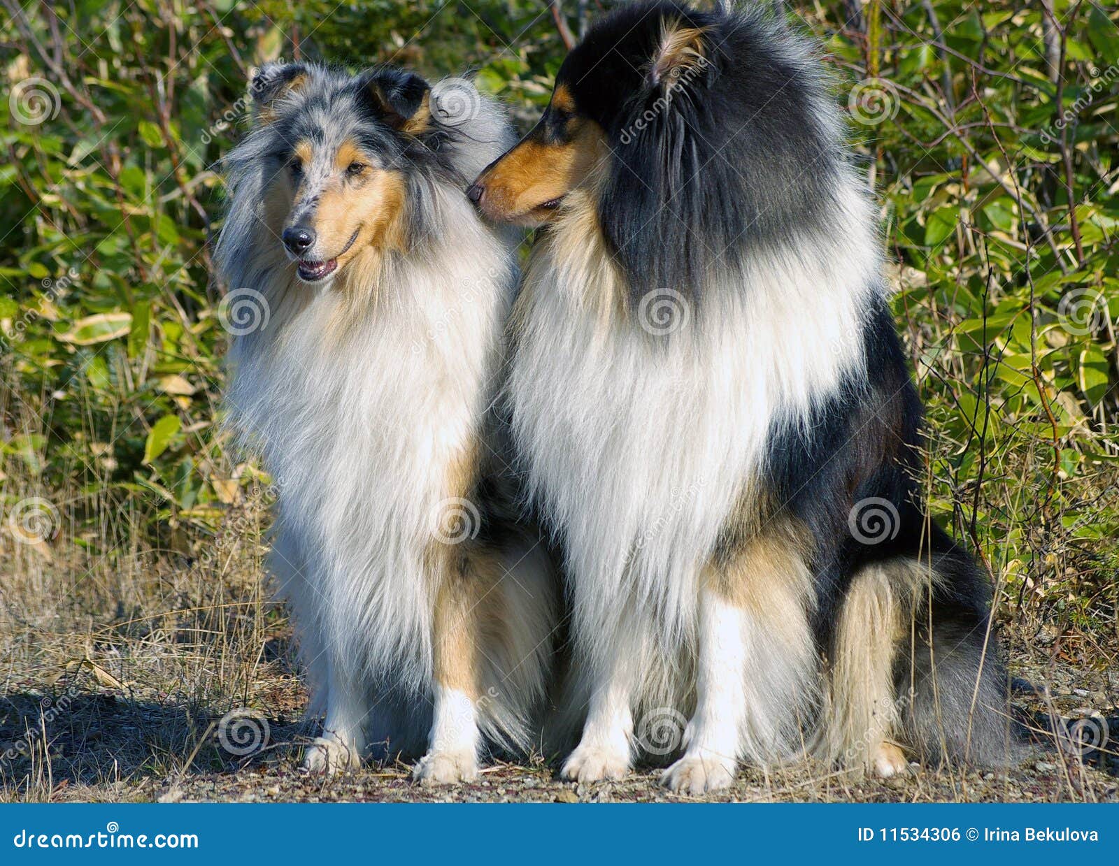 Pair collie stock photo. Image of collie, paint, thoroughbred - 11534306