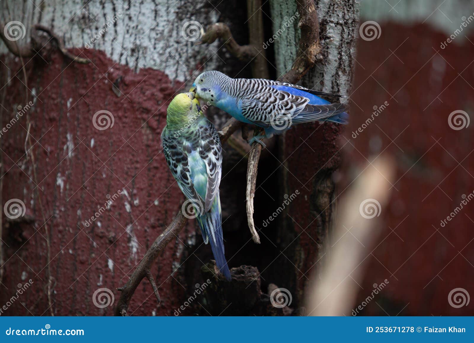 Colorful Budgies Or Budgerigars Parakeets Stock Photography ...