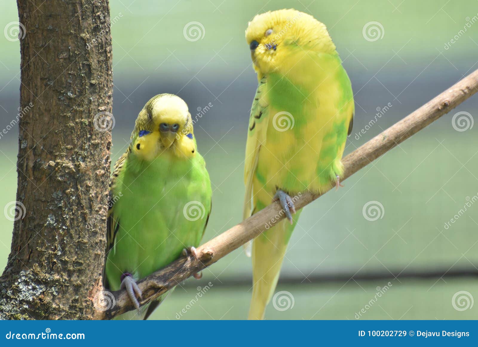 Brilliant Colored Parakeets Sitting on a Tree Branch Stock Image ...