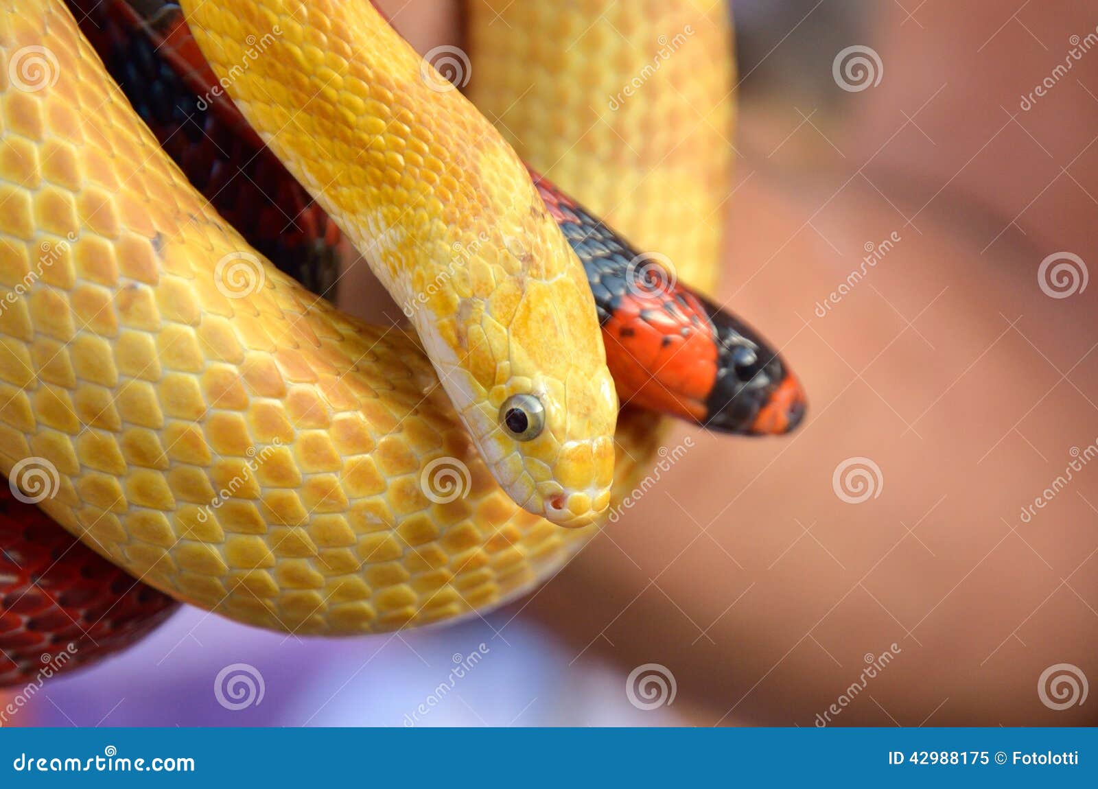 Pair of colubrids stock image. Image of predator, artist - 42988175