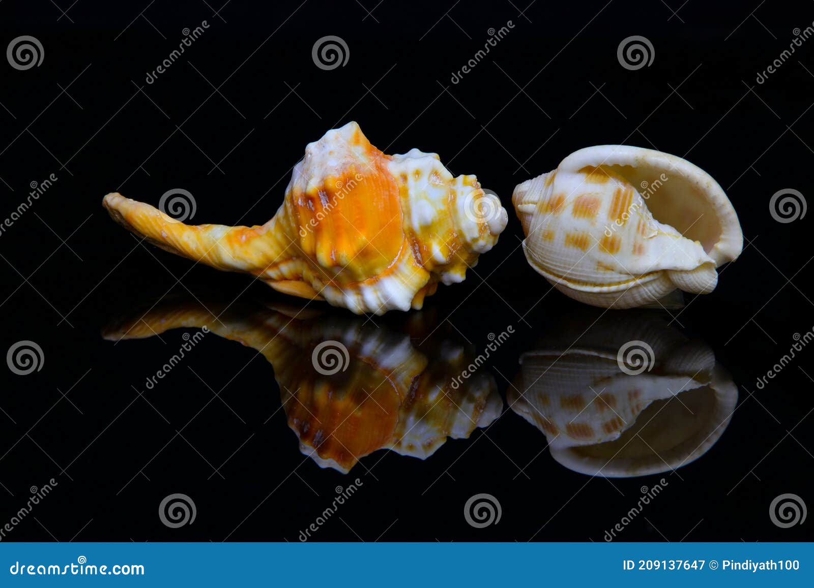Common Conch Shells on Dark Background Stock Image - Image of common ...