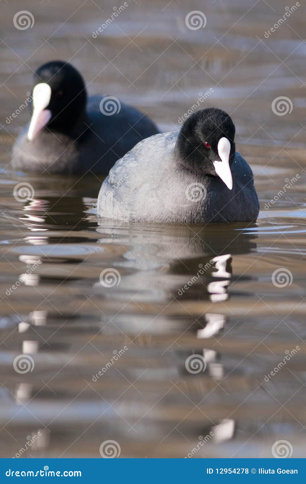 Pair of Common Coot on Water Stock Photo - Image of atra, bird: 12954278