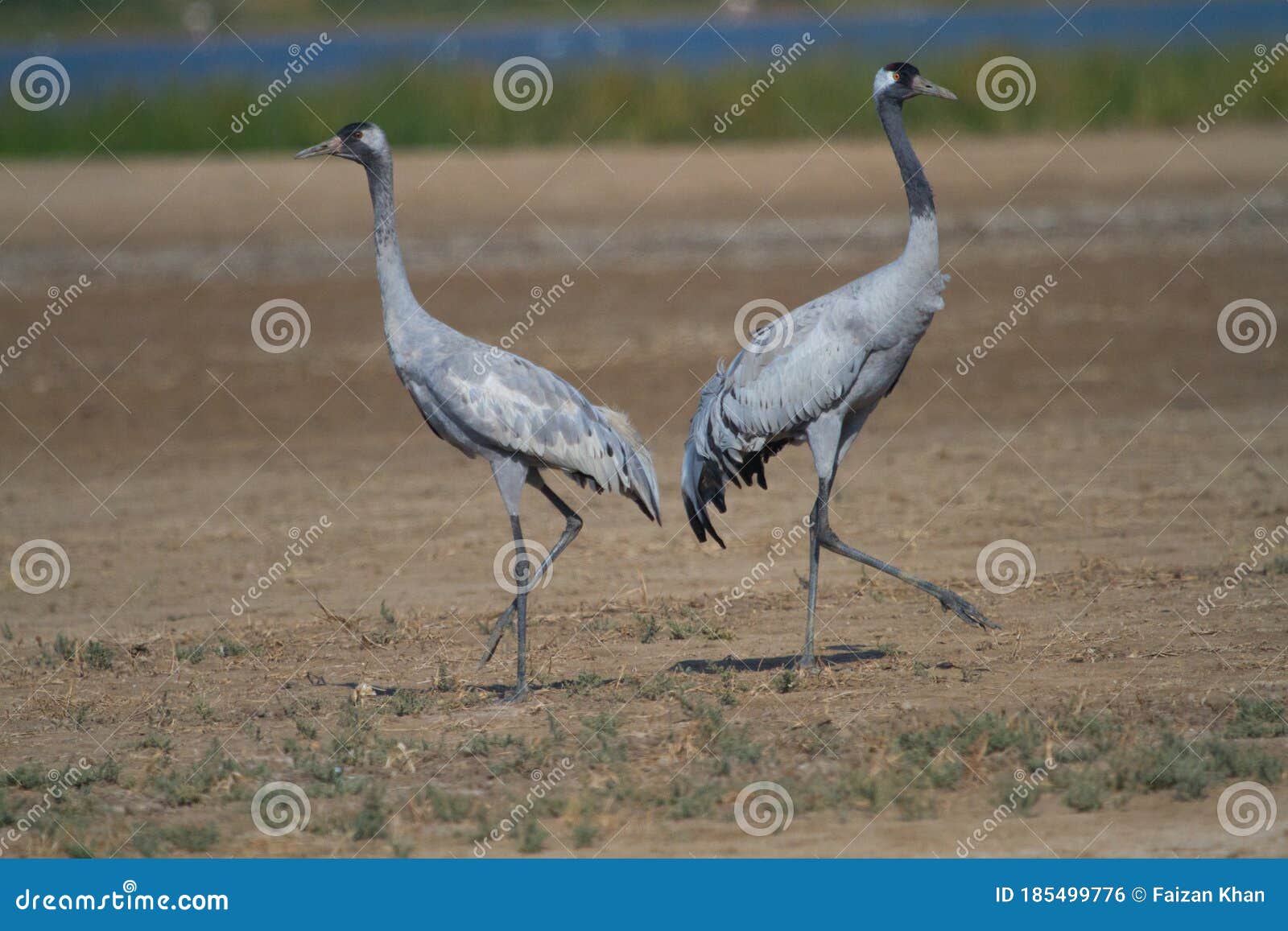 Pair of Common Cranes stock photo. Image of love, common - 185499776