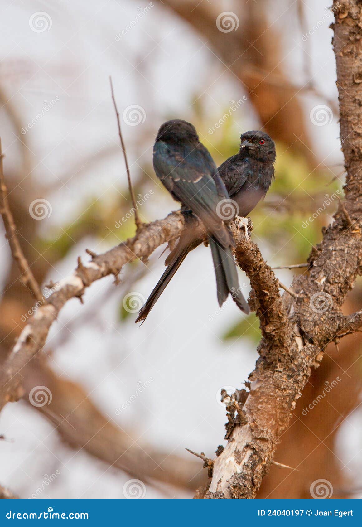 A pair of Common Drongos stock image. Image of aggressive - 24040197