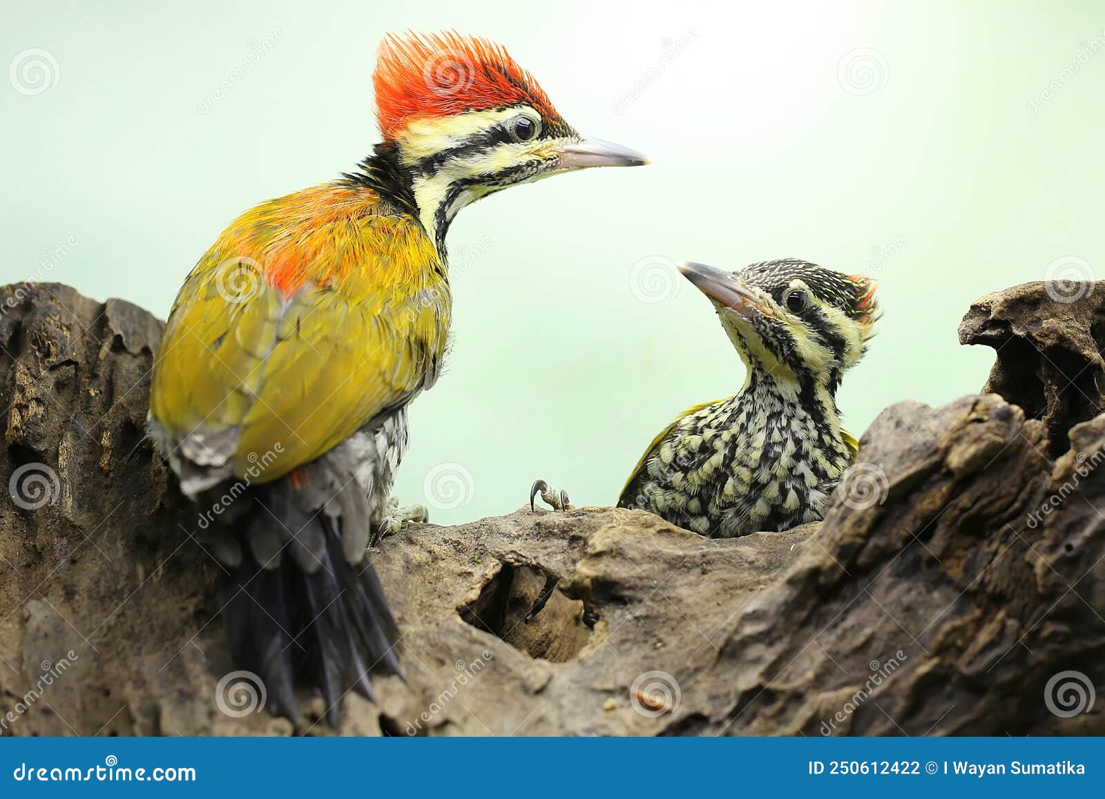 A Pair of Common Flamebacks or Common Goldenbacks are Looking for Prey on a Rotting Tree Trunk ...