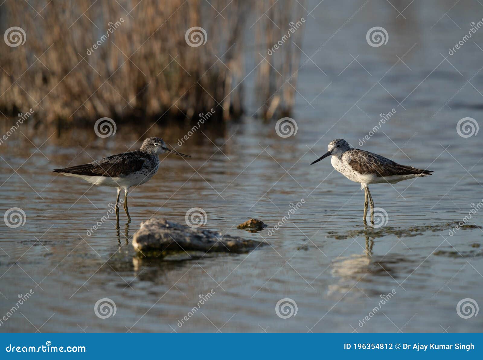 A Pair of Common Greenshank at Asker Marsh, Bahrain Stock Photo - Image ...
