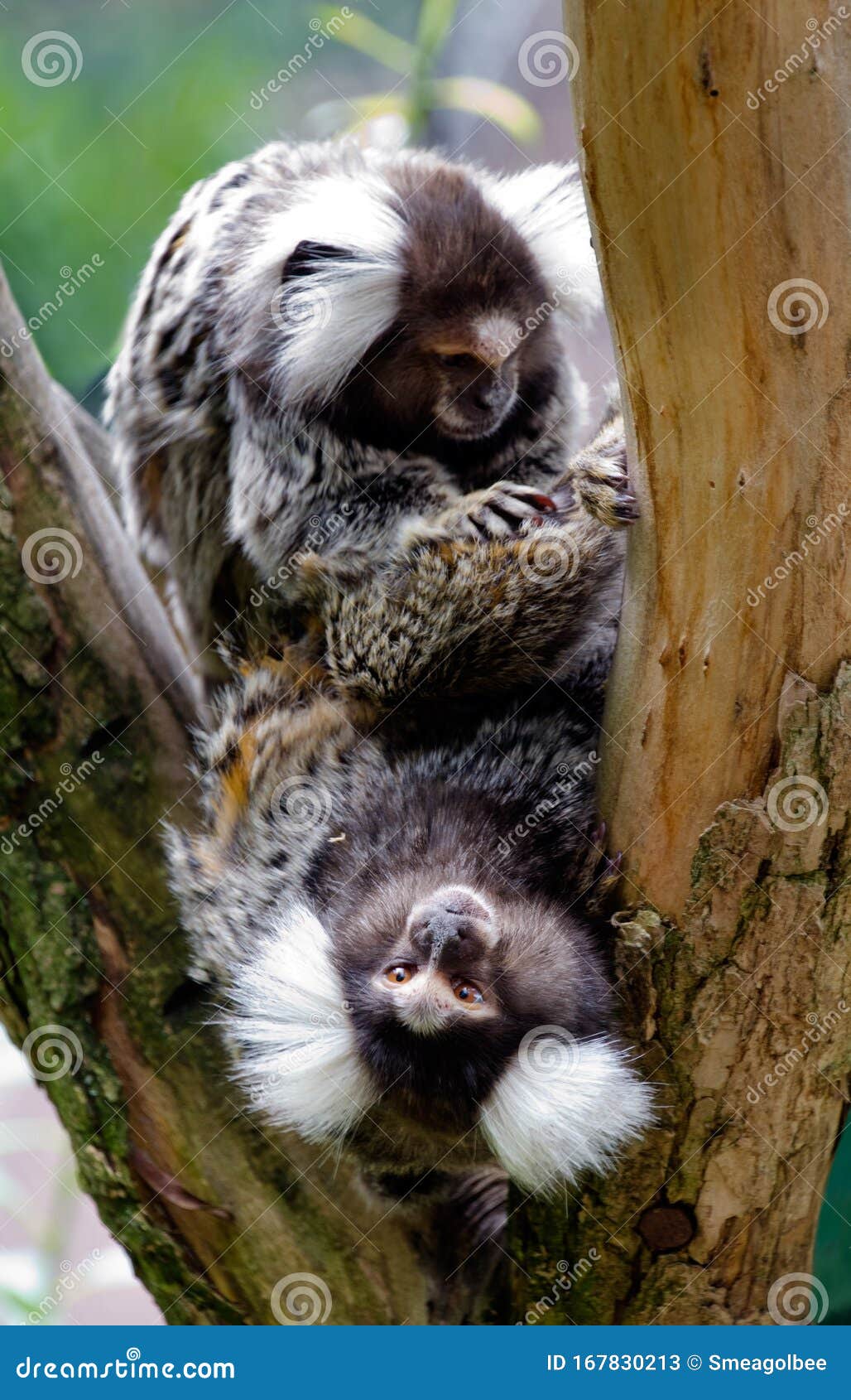 Pair of Common Marmosets Callithrix Jacchus Stock Image - Image of ...