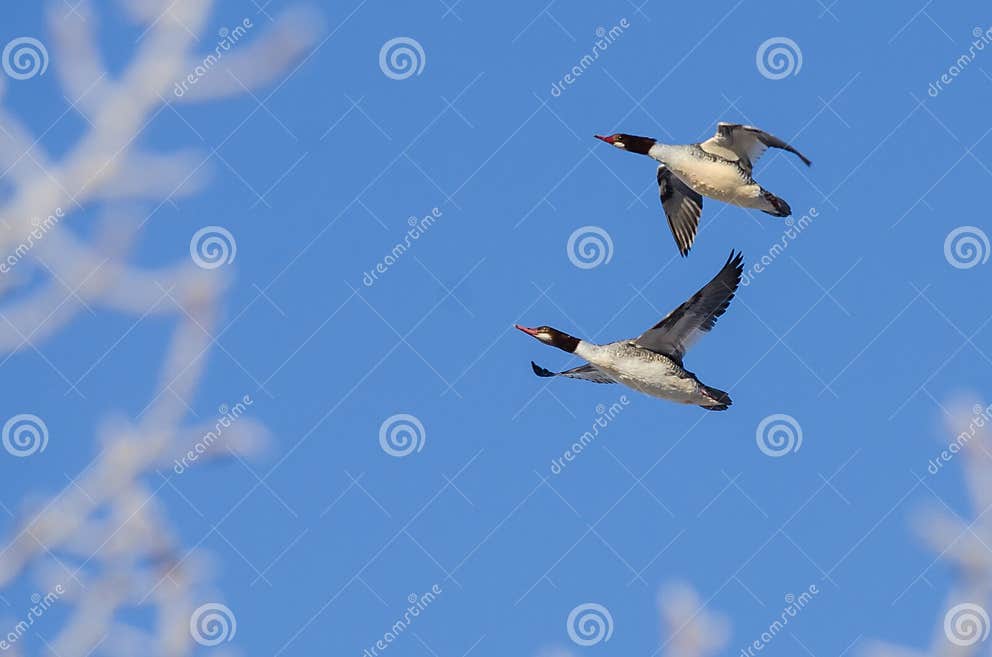 Pair of Common Mergansers Flying in a Blue Sky Stock Image - Image of ...