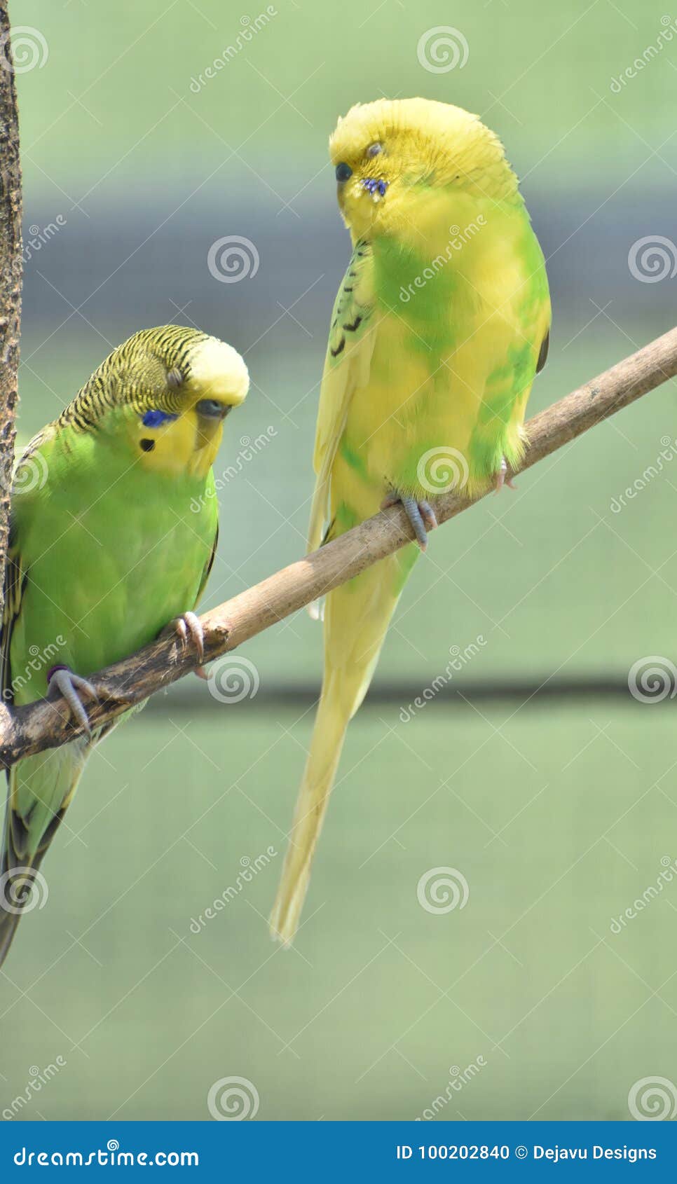 Two Common Parakeets with Their Eyes Closed in a Tree Stock Photo ...