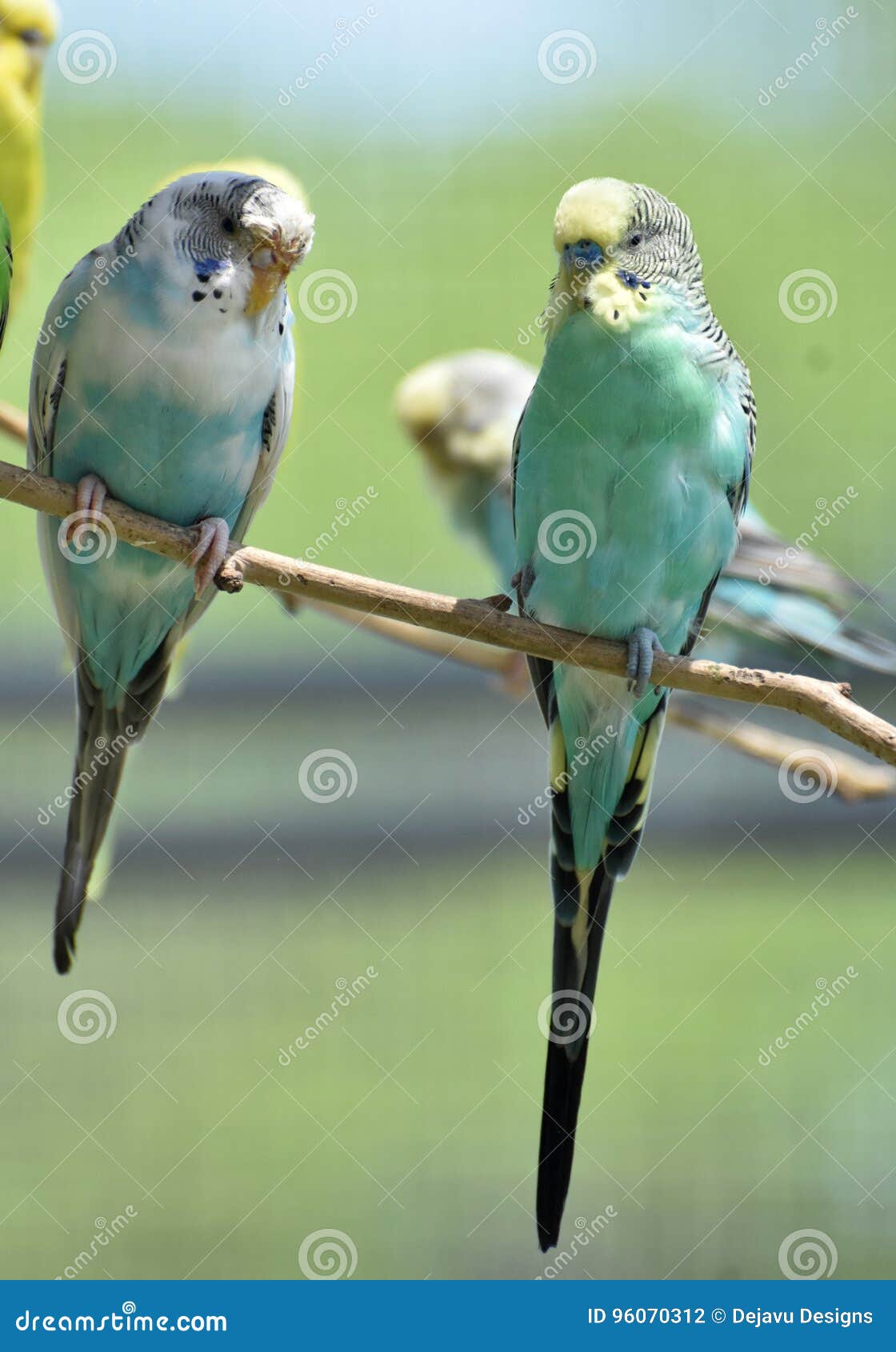 Pair of Common Parakeets on a Thin Tree Branch Stock Photo - Image of ...