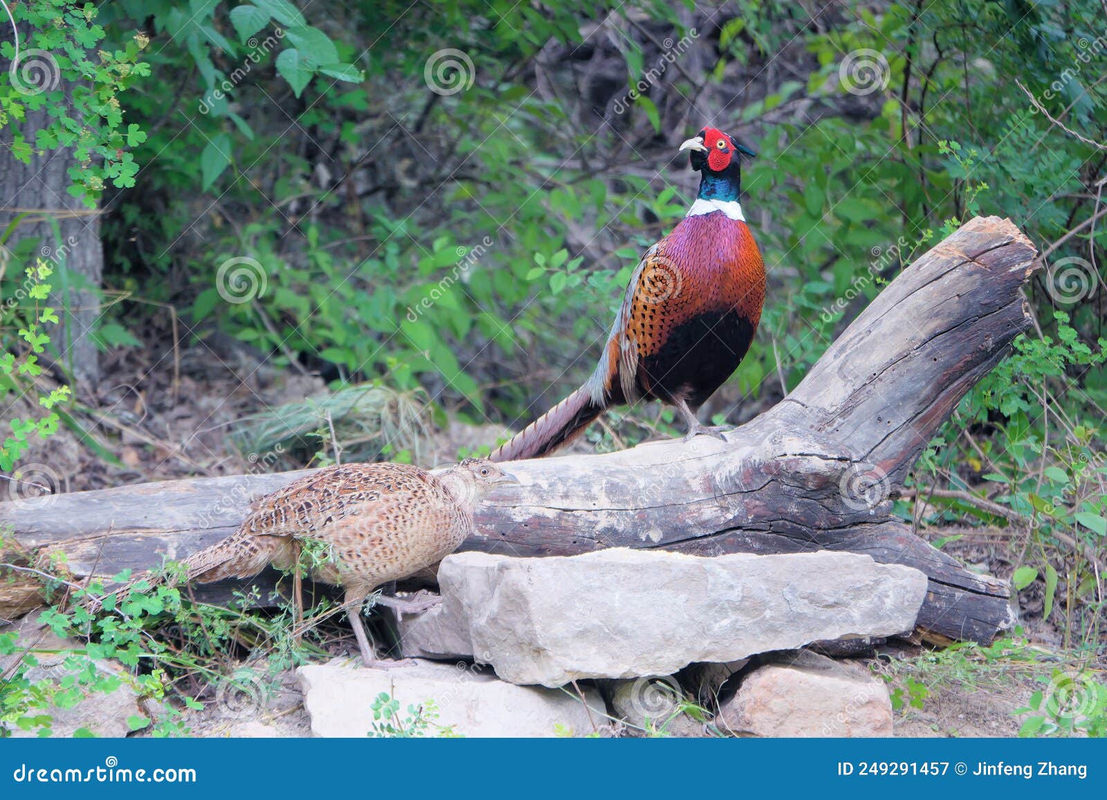 Ring-necked Pheasant stock image. Image of vivid, color - 249291457