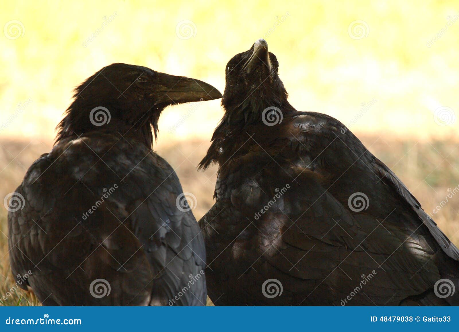 Pair of Common Raven stock photo. Image of raven, colorado - 48479038