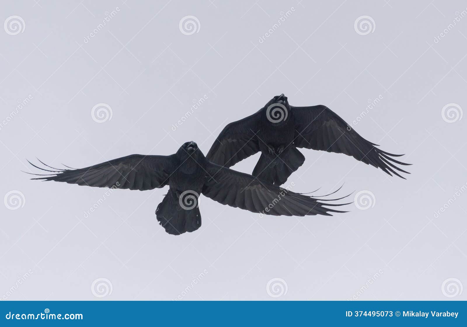 Common Ravens - Isolated On Dark Background Stock Photography ...