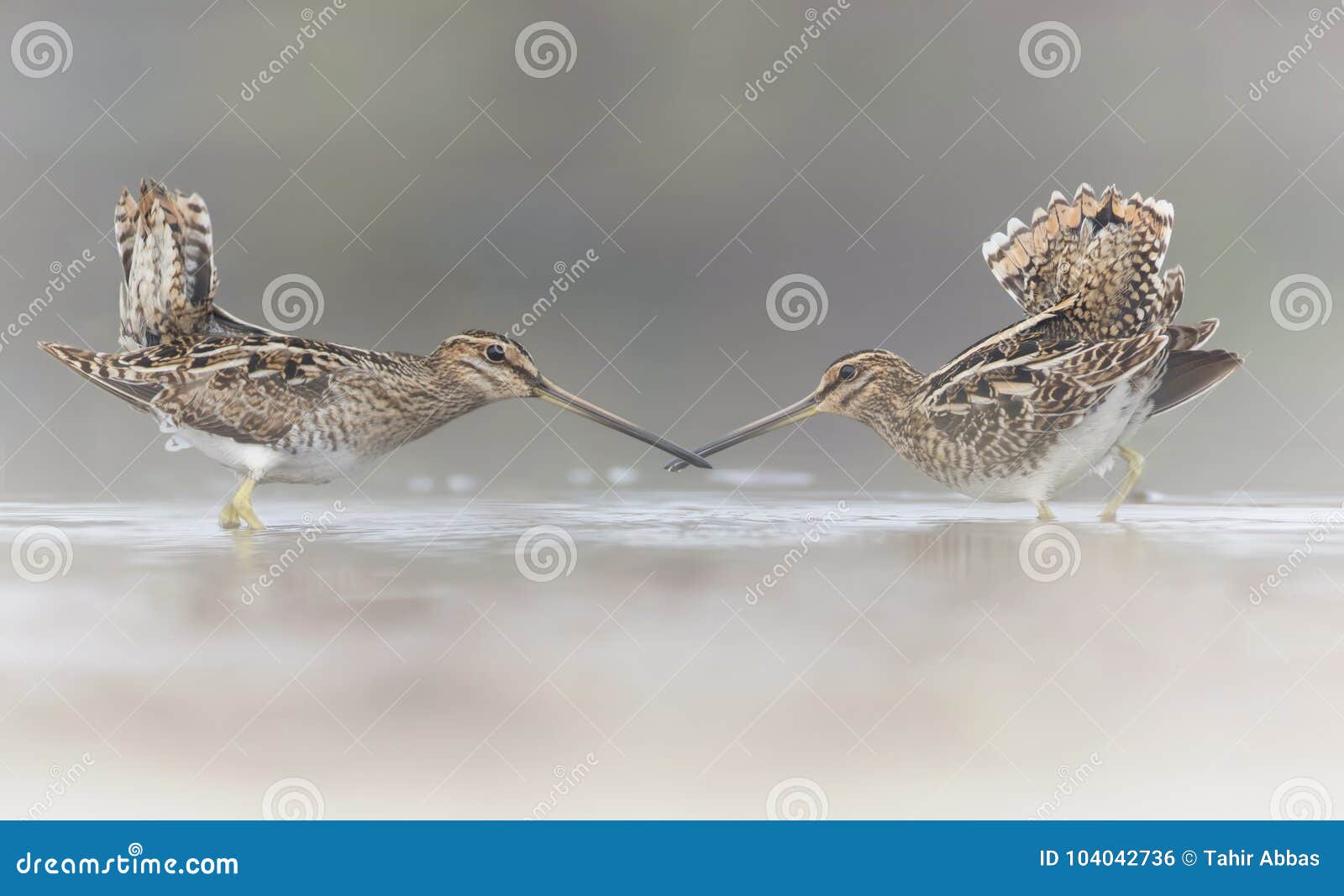 Pair of Common Snipe in Love Stock Photo - Image of color, beak: 104042736