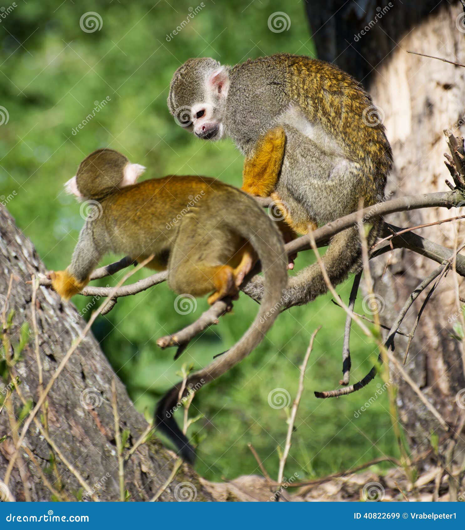 Saimiri Sciureus Monkey In Jungle Stock Photography | CartoonDealer.com ...