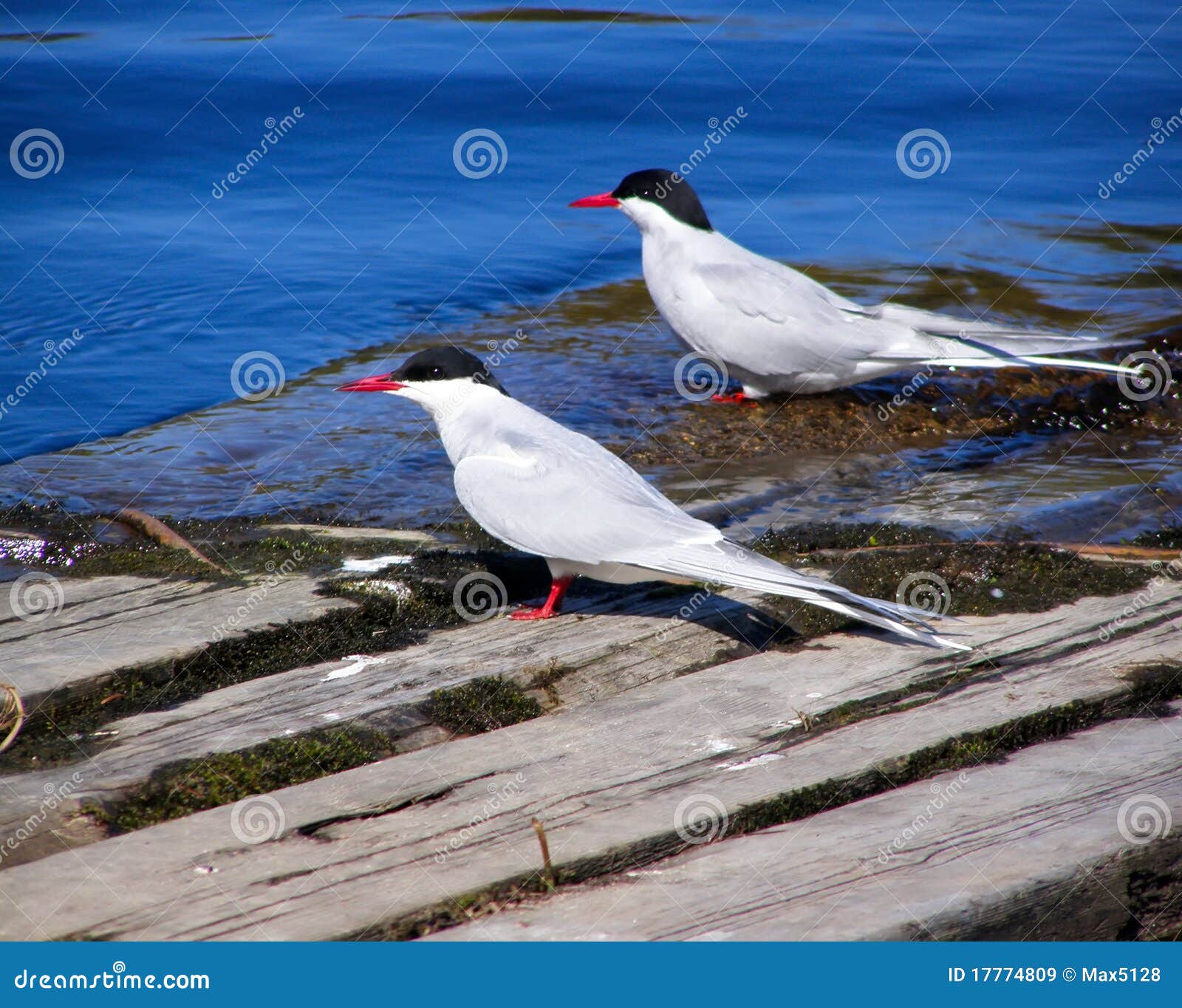 Pair of common Terns stock image. Image of common, ornithology - 17774809
