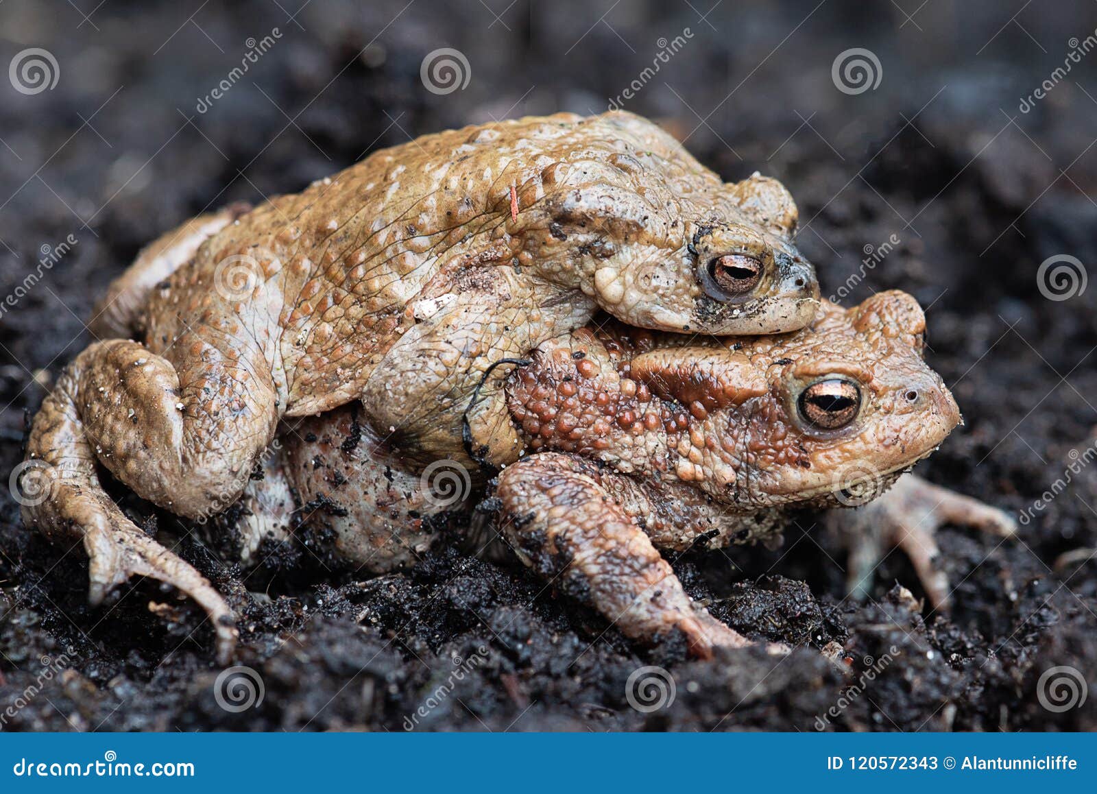 A Pair of Common Toads Breeding Stock Image - Image of frog, animal ...