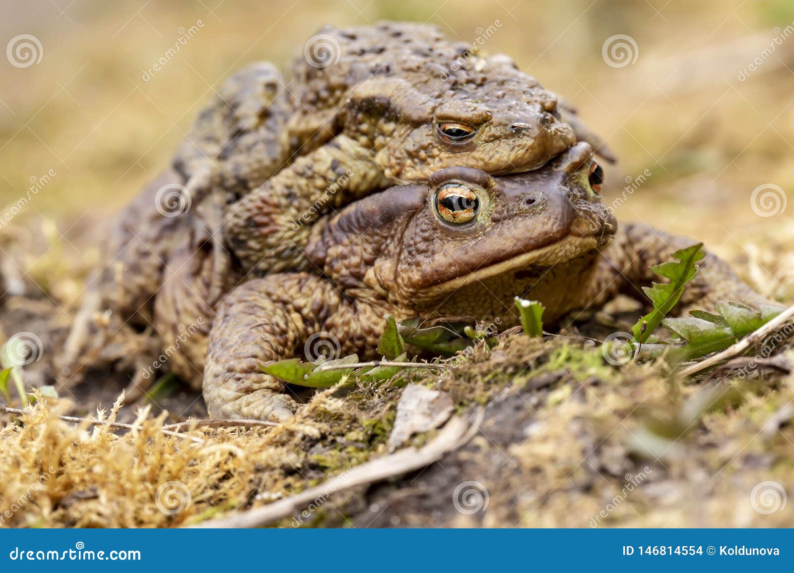 A Pair of Common Toads Bufo Bufo during the Breeding Season, in the ...