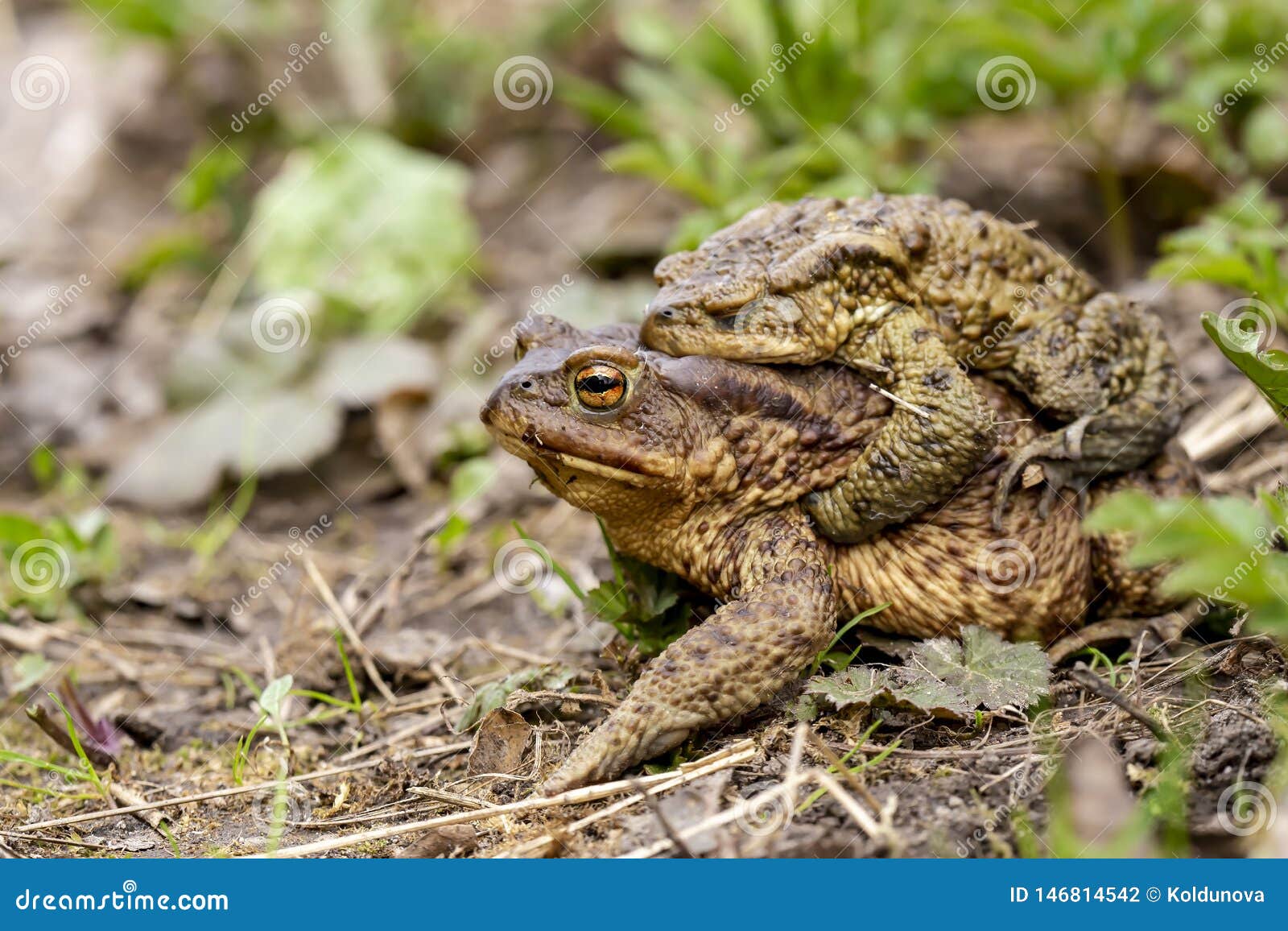 A Pair of Common Toads Bufo Bufo during the Breeding Season, in the ...