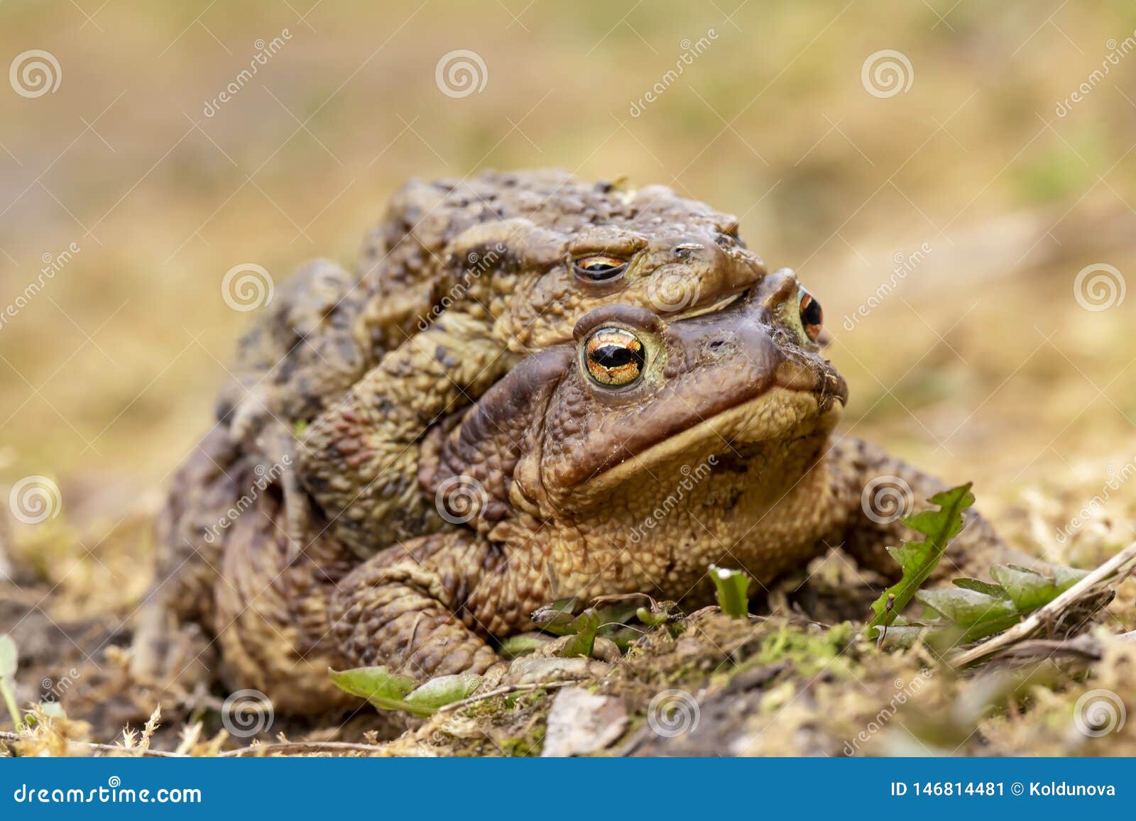 A Pair of Common Toads Bufo Bufo during the Breeding Season, in the ...