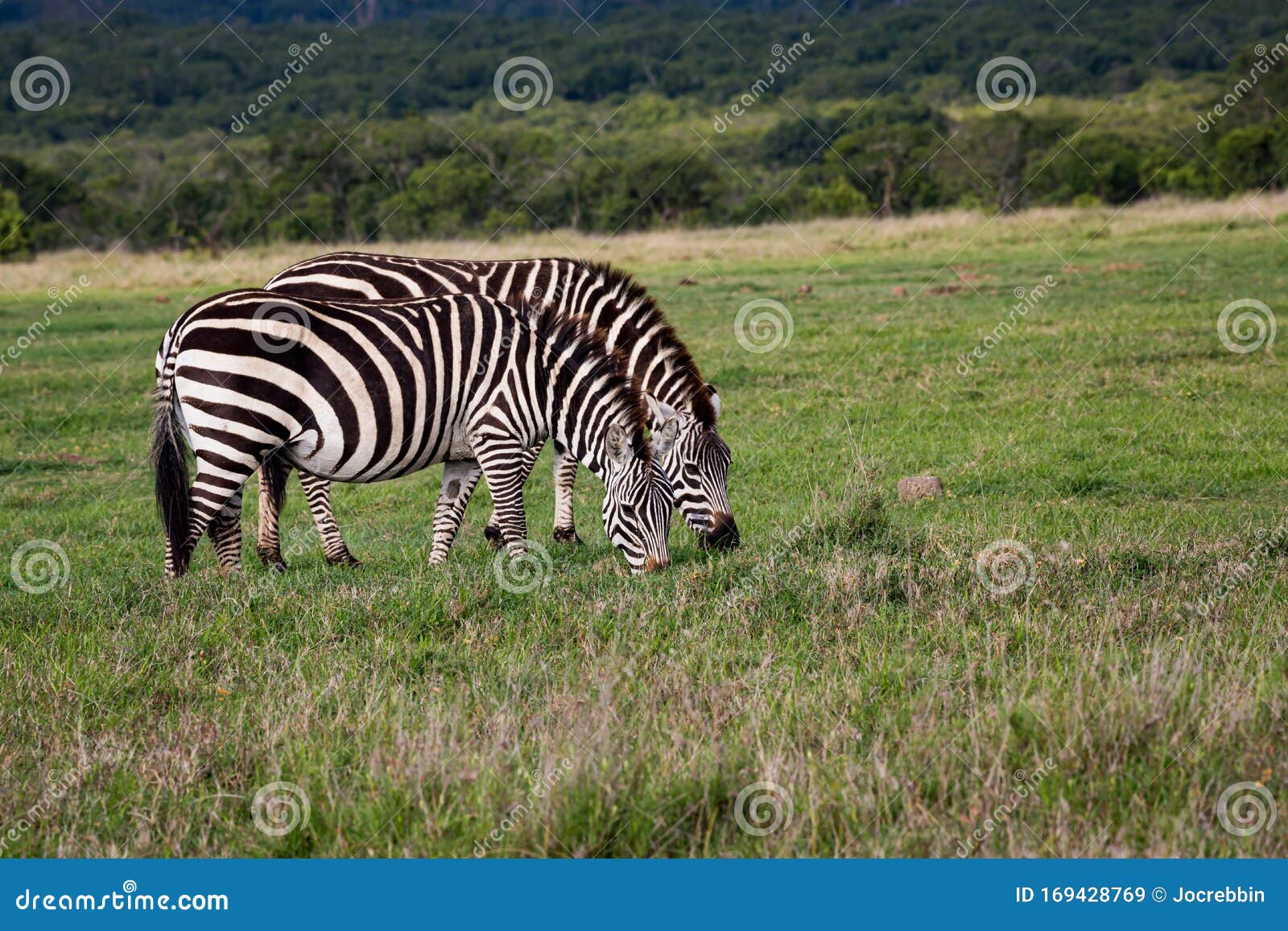 Pair of Common Zebras Grazing in Kenya Stock Image - Image of savanna ...